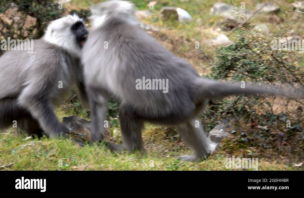 Fighting monkey Stock Videos & Footage - HD and 4K Video Clips - Alamy