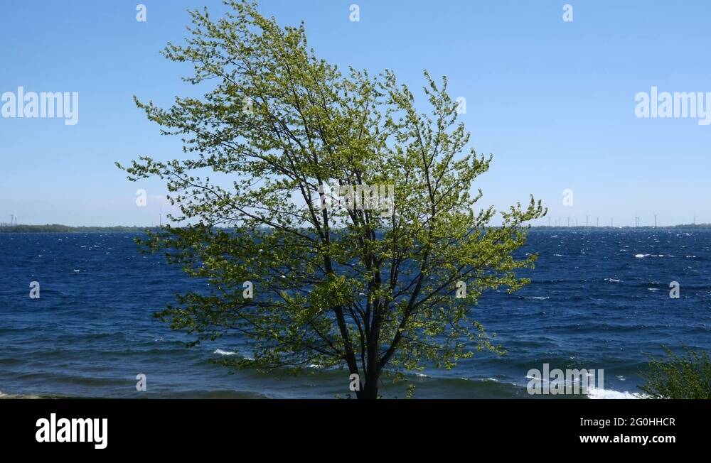 Shoreline tree Stock Videos & Footage - HD and 4K Video Clips - Alamy