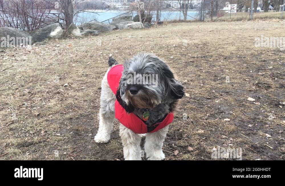 Puppy standing outdoors Stock Videos & Footage - HD and 4K Video Clips ...