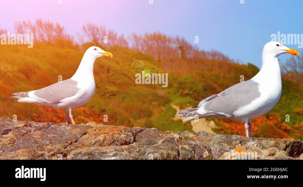 Birds eye light Stock Videos & Footage - HD and 4K Video Clips - Alamy