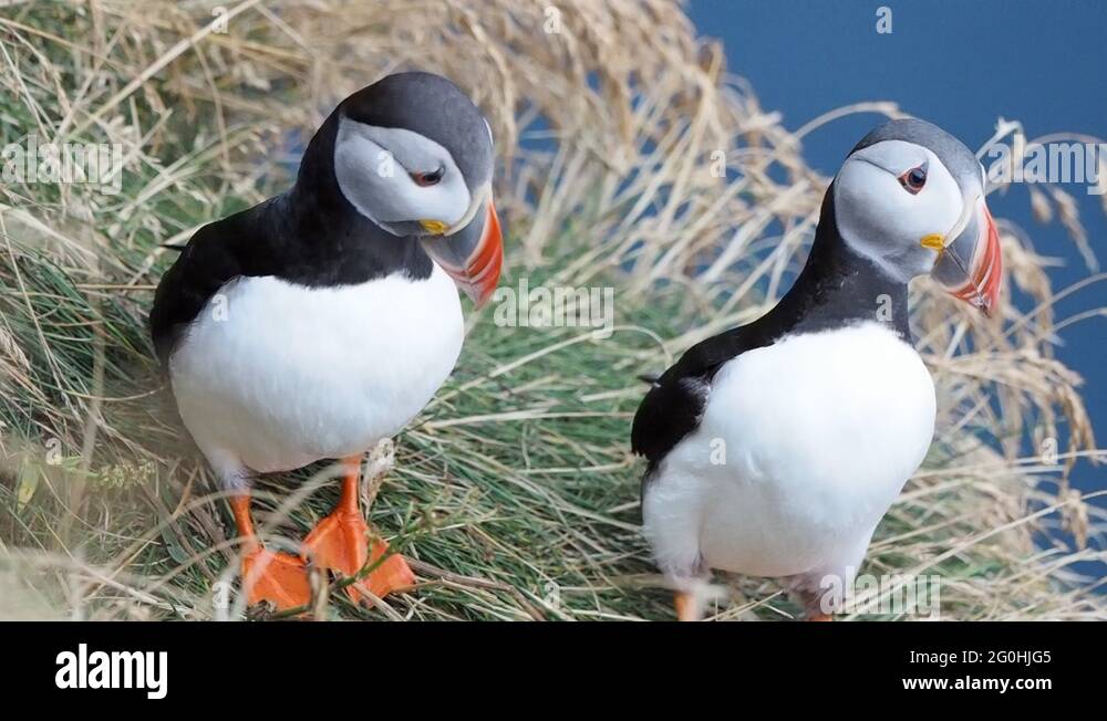 Puffin birds Stock Videos & Footage - HD and 4K Video Clips - Alamy