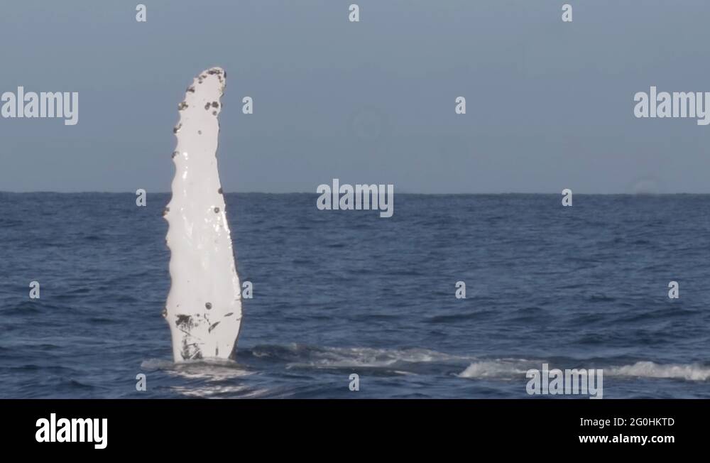 Extremely rare footage of a Humpback Whale performing a fin slap Stock ...