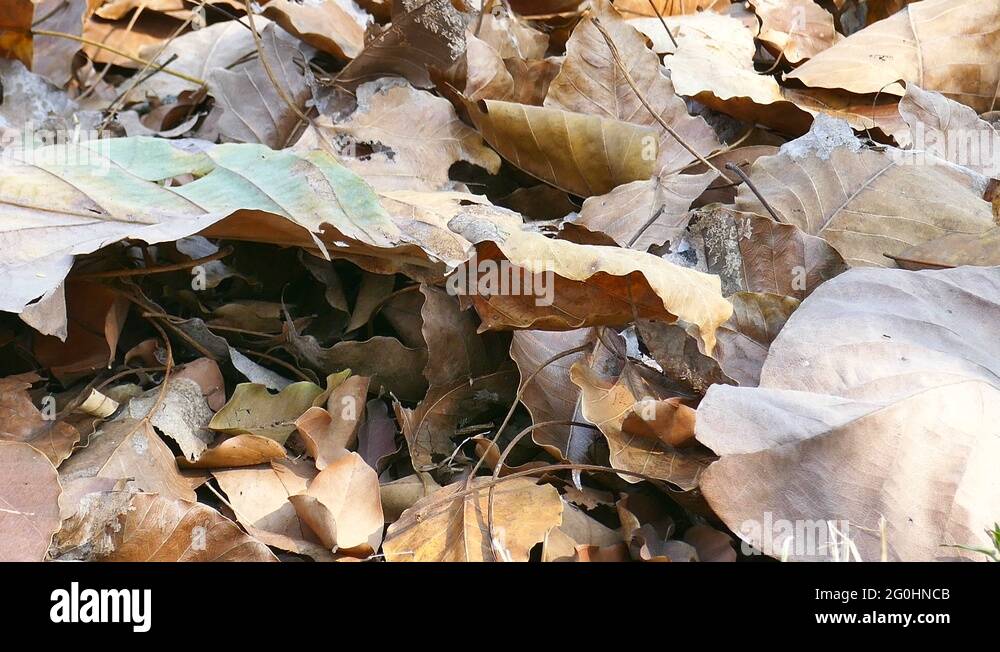 Drought Thailand Stock Videos And Footage Hd And 4k Video Clips Alamy