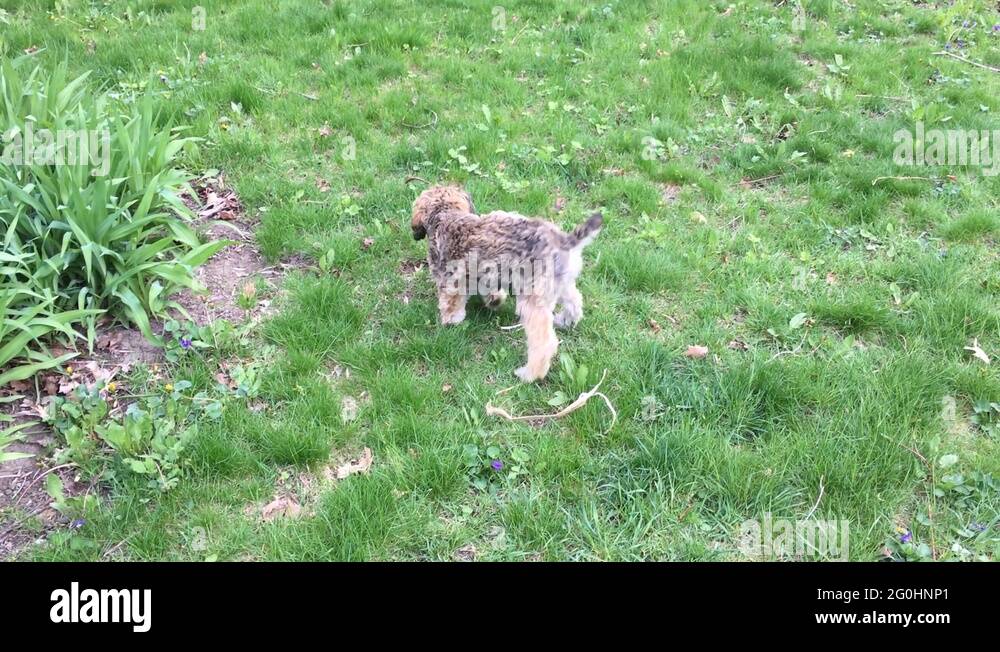 Wild animal and ball Stock Videos & Footage - HD and 4K Video Clips - Alamy