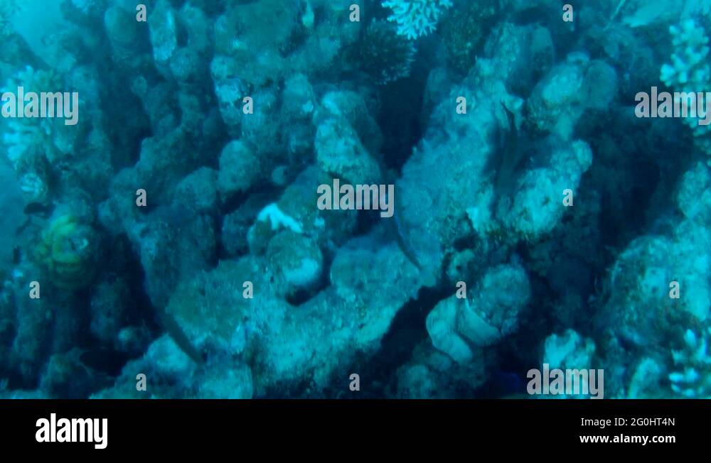 Reef overview Stock Videos & Footage - HD and 4K Video Clips - Alamy