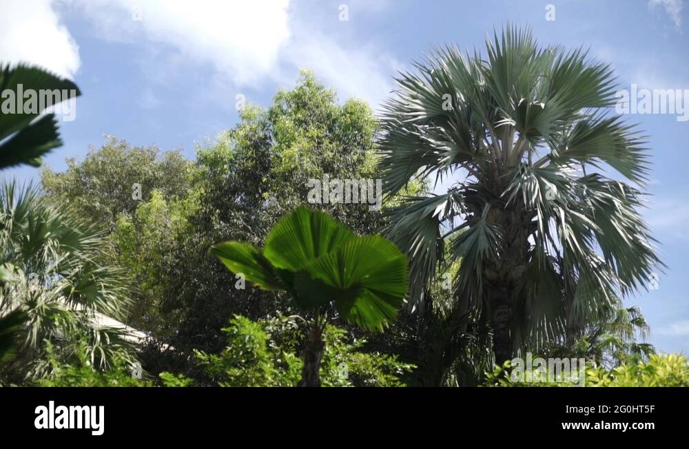 Canopy world Stock Videos & Footage - HD and 4K Video Clips - Alamy