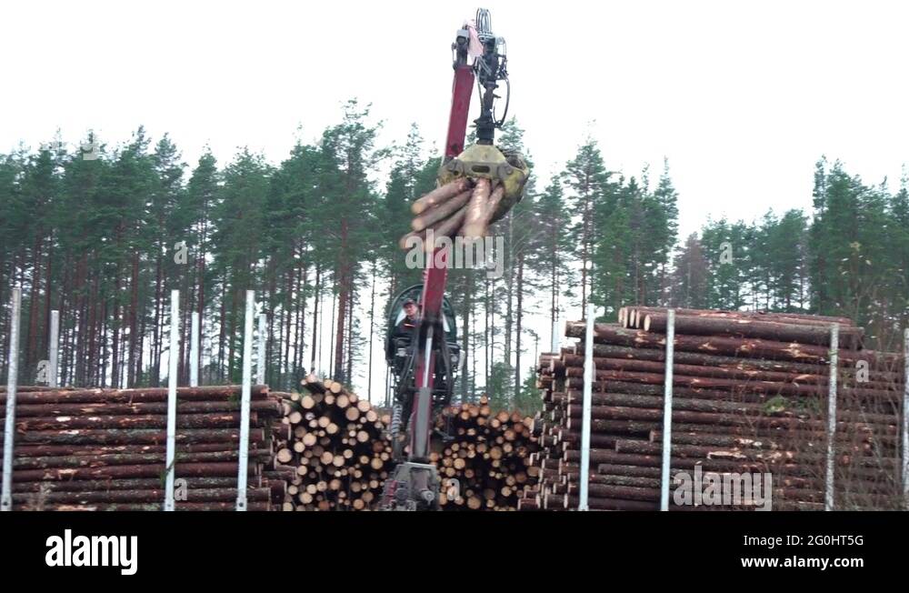 Loading of felled trees Stock Video Footage - Alamy
