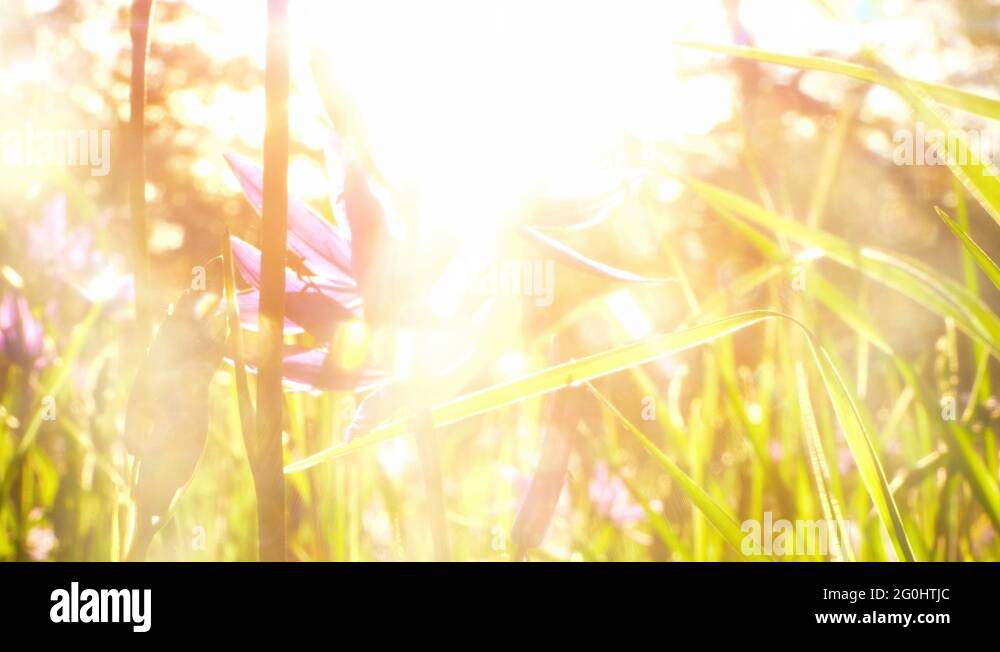 Sun texture Stock Videos & Footage - HD and 4K Video Clips - Alamy