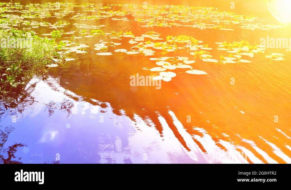 Beautiful Lily Pond Water Ripple Background Light Reflection Lens Flare ...
