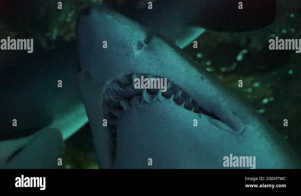 Blacktip shark teeth Stock Videos & Footage - HD and 4K Video Clips - Alamy