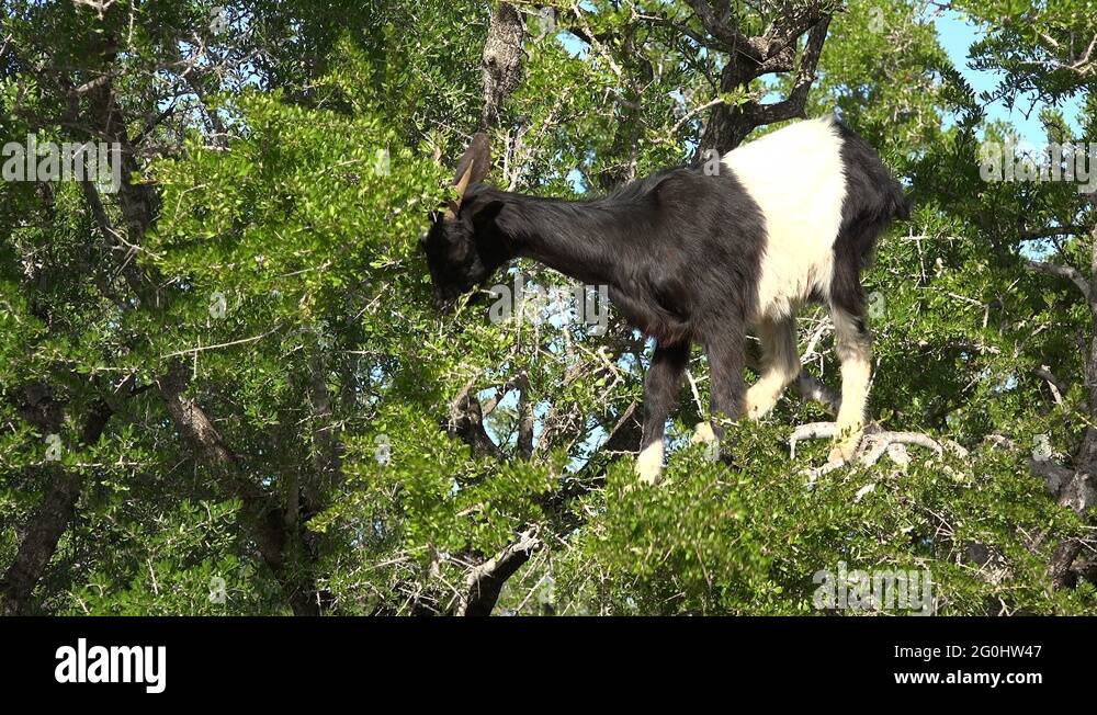 Africa village goat eating Stock Videos & Footage - HD and 4K Video ...