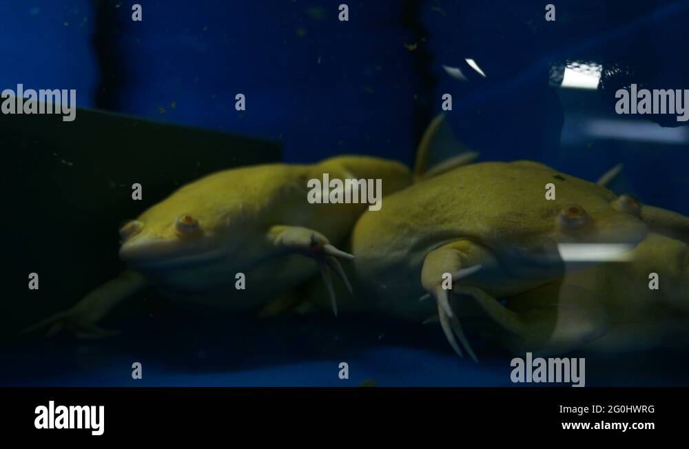 Clawed frog Stock Videos & Footage - HD and 4K Video Clips - Alamy