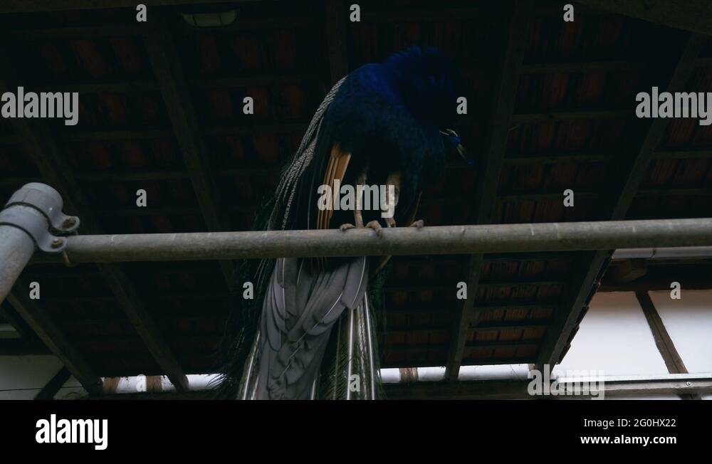 A cleaning rod Stock Videos & Footage - HD and 4K Video Clips - Alamy