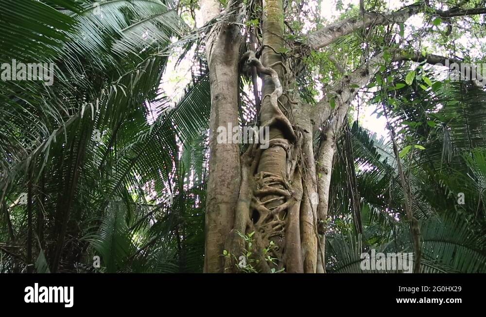 Strangler fig tree Stock Videos & Footage - HD and 4K Video Clips - Alamy