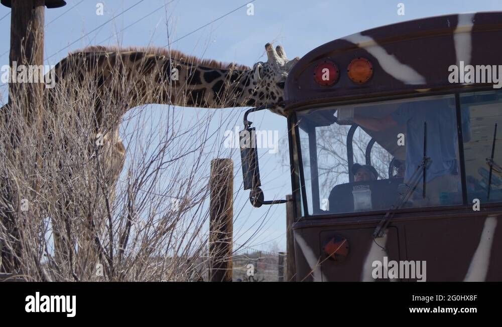 Full school bus Stock Videos & Footage - HD and 4K Video Clips - Alamy