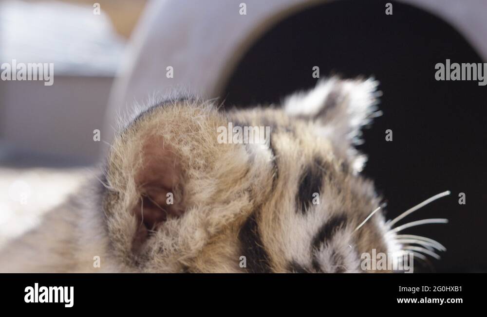 Lens flare slow motion close Stock Videos & Footage - HD and 4K Video ...