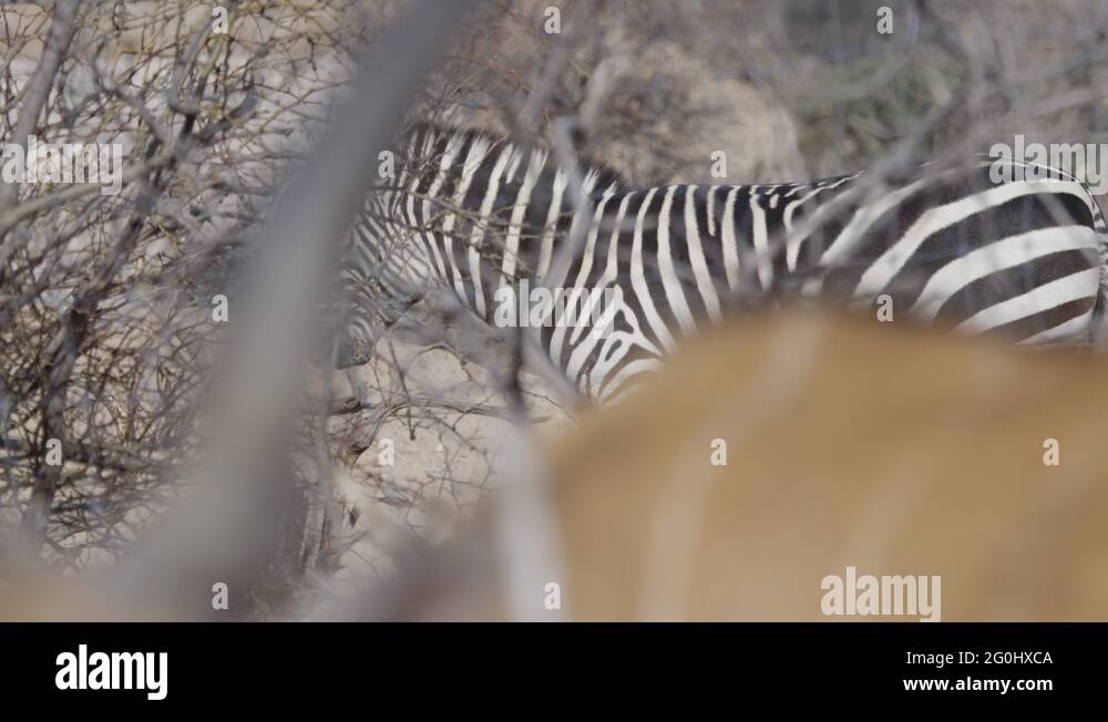 Chewing zoo animals Stock Videos & Footage - HD and 4K Video Clips - Alamy
