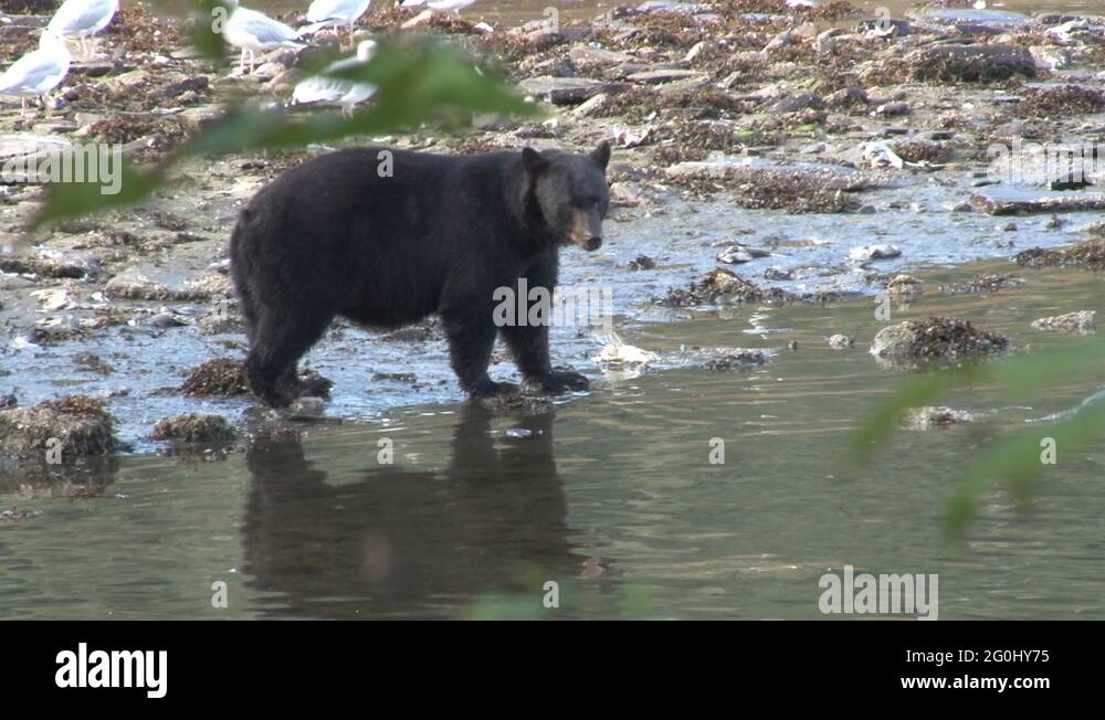 Bear at beach Stock Videos & Footage - HD and 4K Video Clips - Alamy