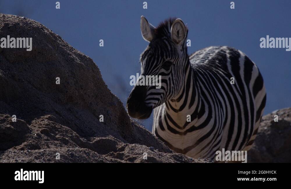 African sand dunes Stock Videos & Footage - HD and 4K Video Clips - Alamy