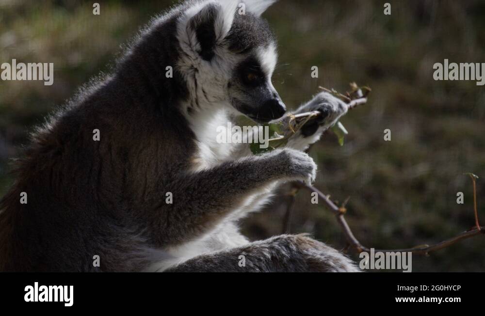 Chewing twigs Stock Videos & Footage - HD and 4K Video Clips - Alamy