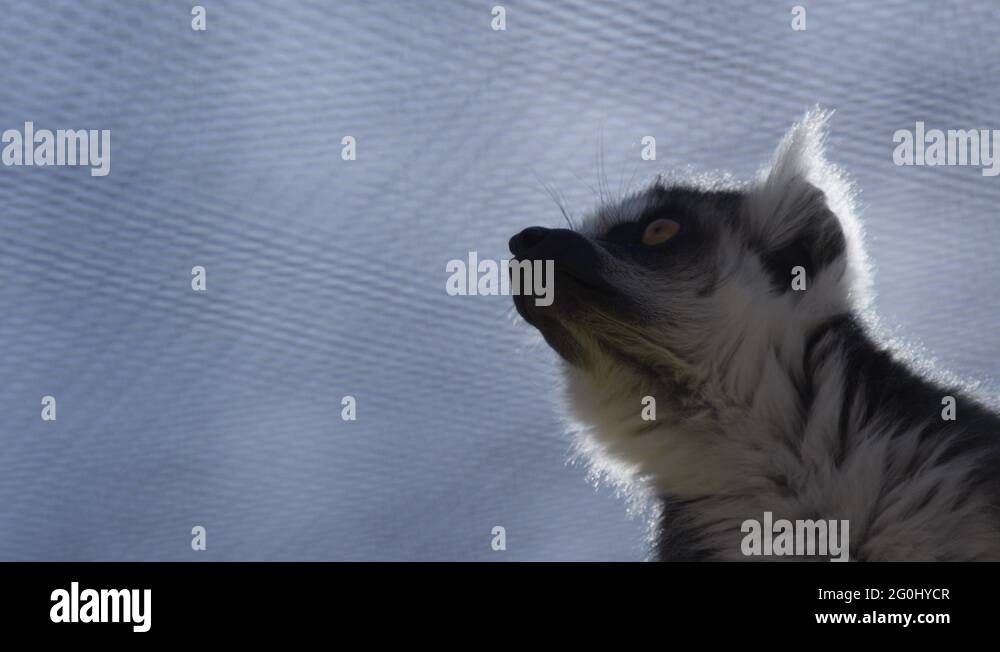 Backlight from sun Stock Videos & Footage - HD and 4K Video Clips - Alamy