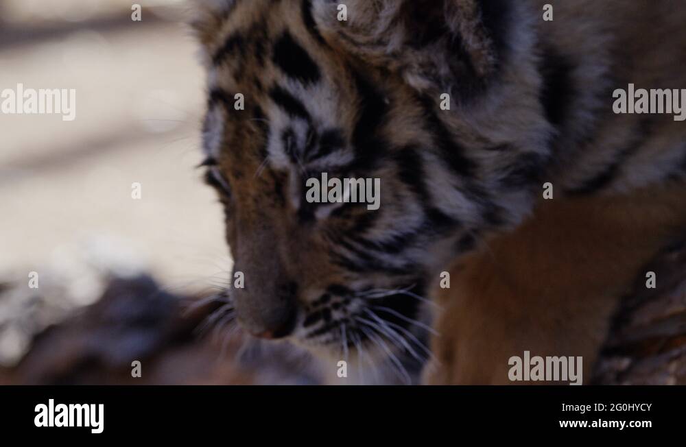 Side profile of cat Stock Videos & Footage - HD and 4K Video Clips - Alamy