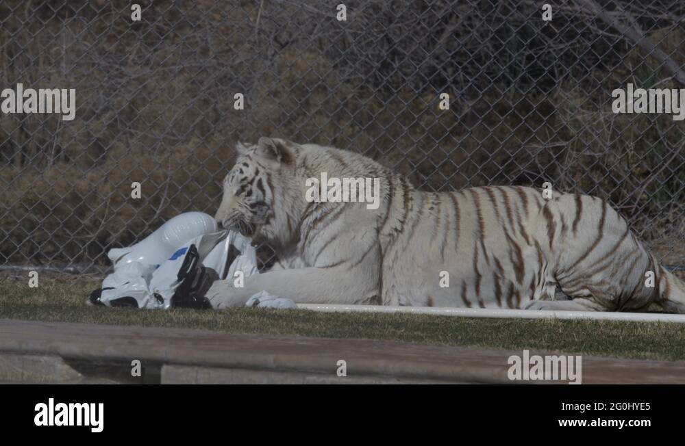 Tiger bite Stock Videos & Footage - HD and 4K Video Clips - Alamy