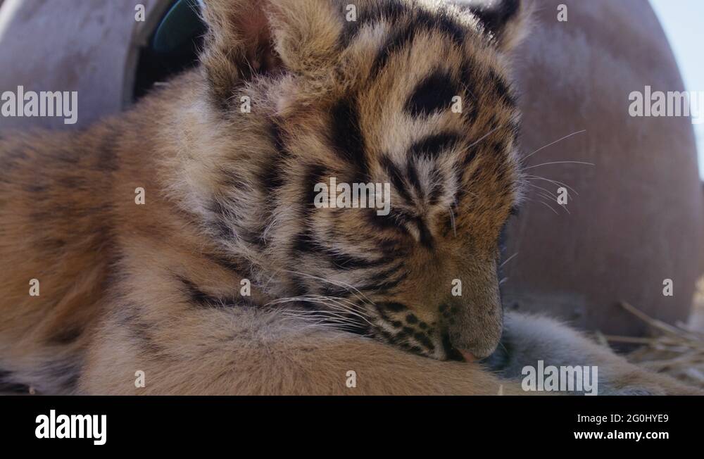 Side profile wild bengal tiger Stock Videos & Footage - HD and 4K Video ...