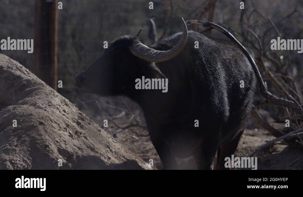Asian water buffalo zoo Stock Videos & Footage - HD and 4K Video Clips ...