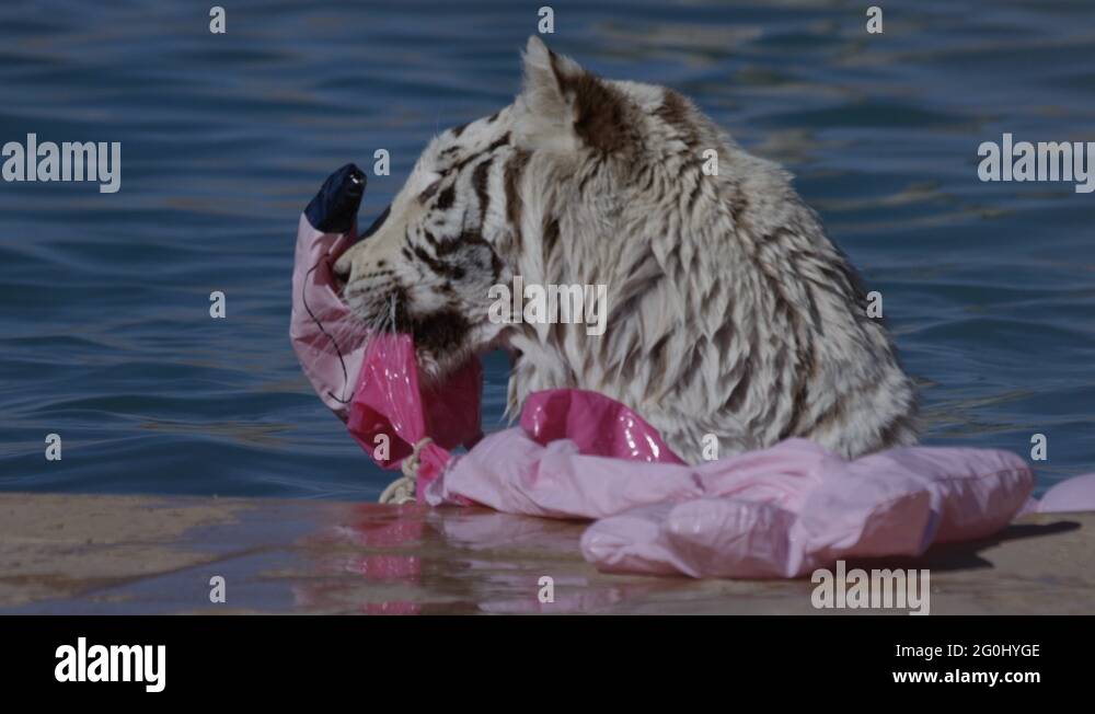 Flamingo toy Stock Videos & Footage - HD and 4K Video Clips - Alamy