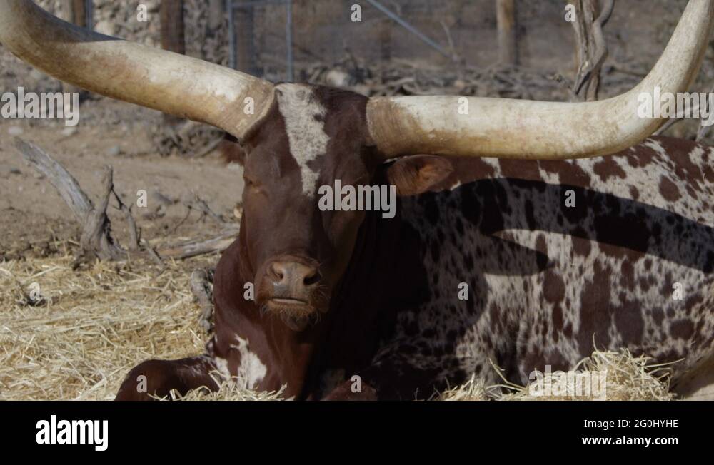 Large animal from the savannah Stock Videos & Footage - HD and 4K Video ...