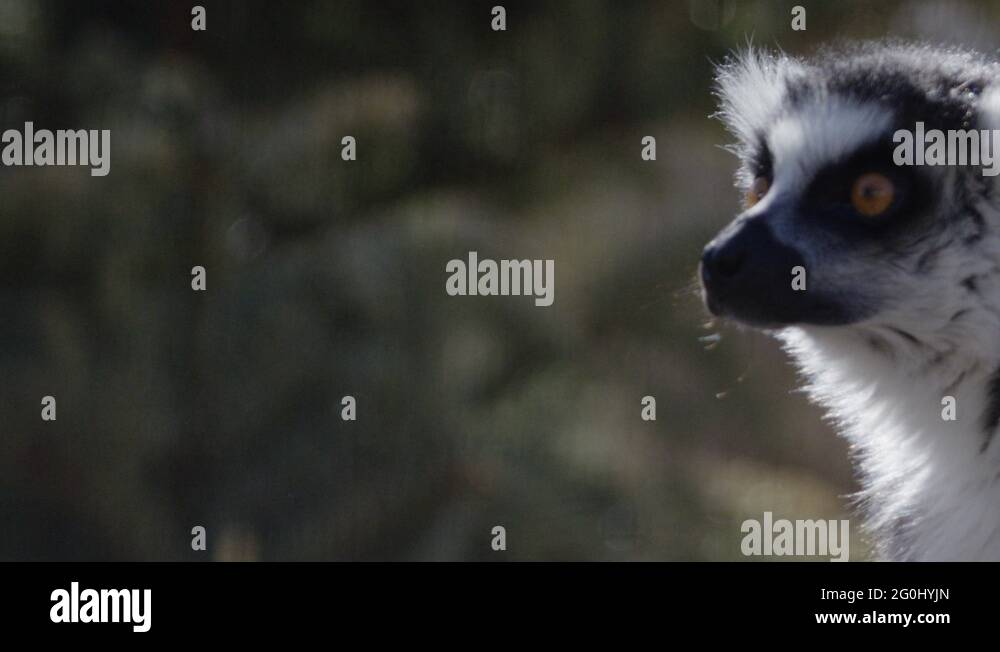 Madagascar lemur jumping Stock Videos & Footage - HD and 4K Video Clips ...