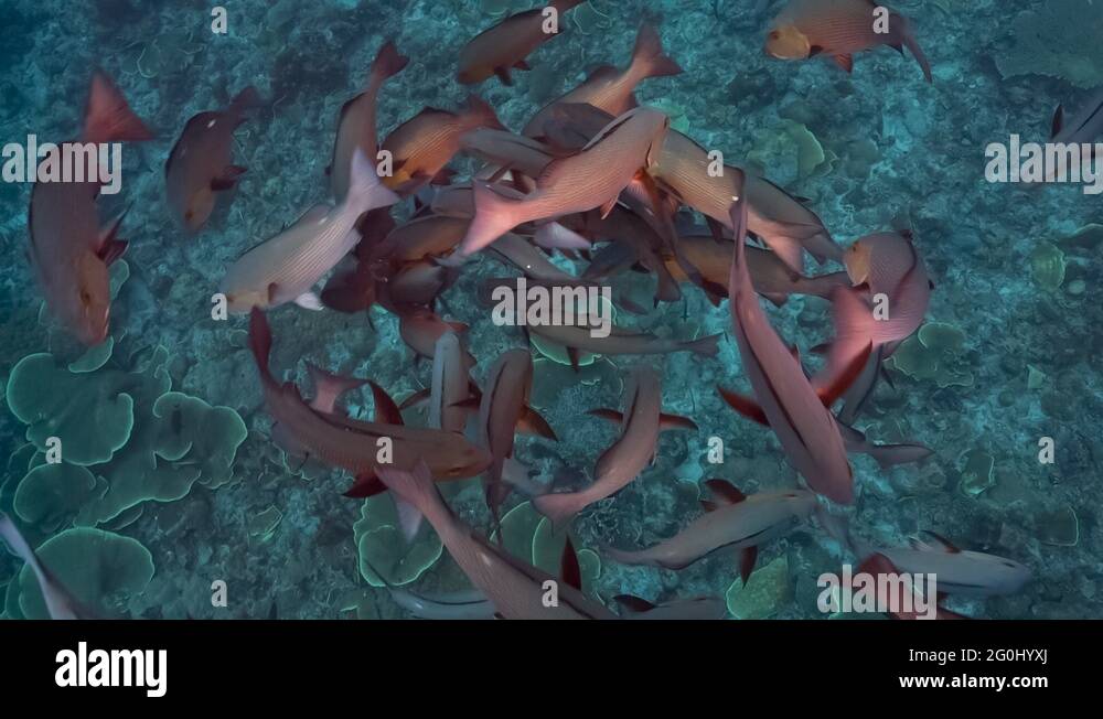 Courtship display not frogs Stock Videos & Footage - HD and 4K Video ...