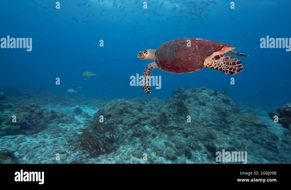 Hawksbill sea turtle shark Stock Videos & Footage - HD and 4K Video ...