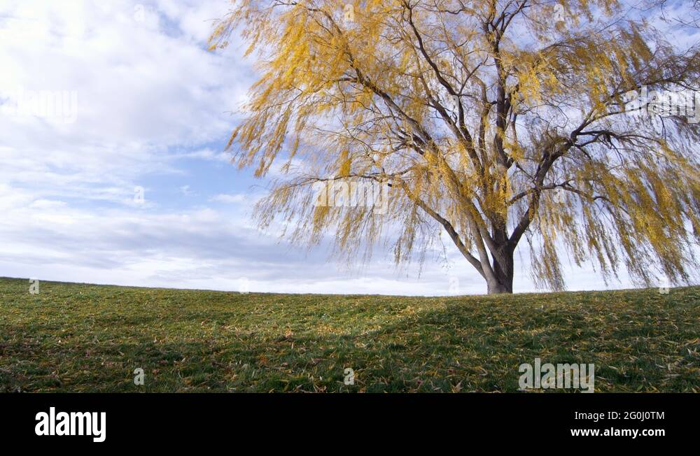 Running past tree Stock Videos & Footage - HD and 4K Video Clips - Alamy