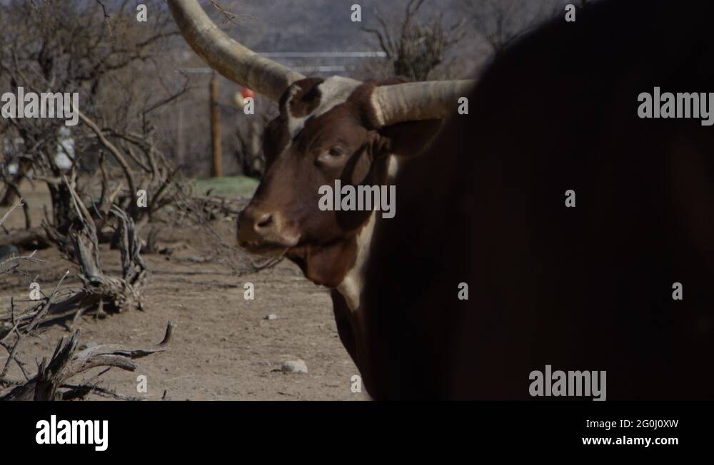Cow bum Stock Videos & Footage - HD and 4K Video Clips - Alamy