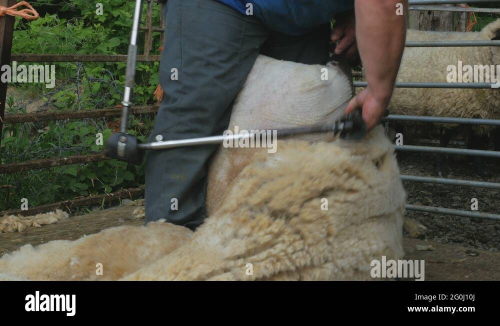 Sheep farm cut Stock Videos & Footage - HD and 4K Video Clips - Alamy