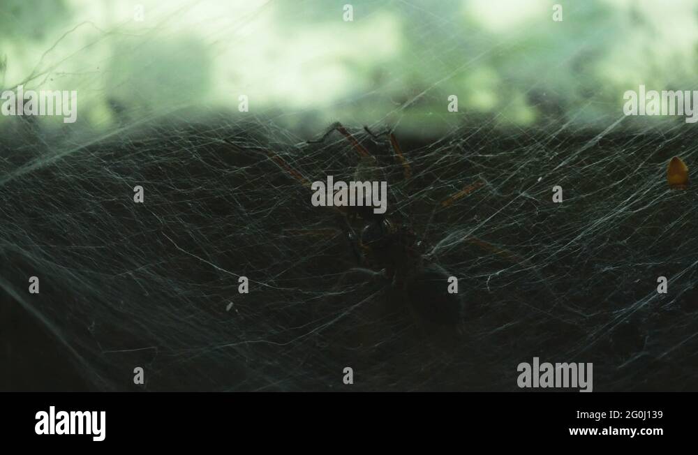 Spider catching a fly Stock Videos & Footage - HD and 4K Video Clips ...