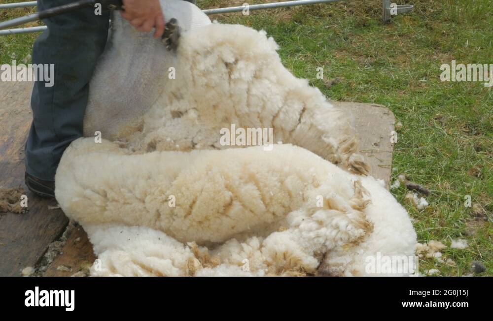 Sheep shear shave wool Stock Videos & Footage - HD and 4K Video Clips ...