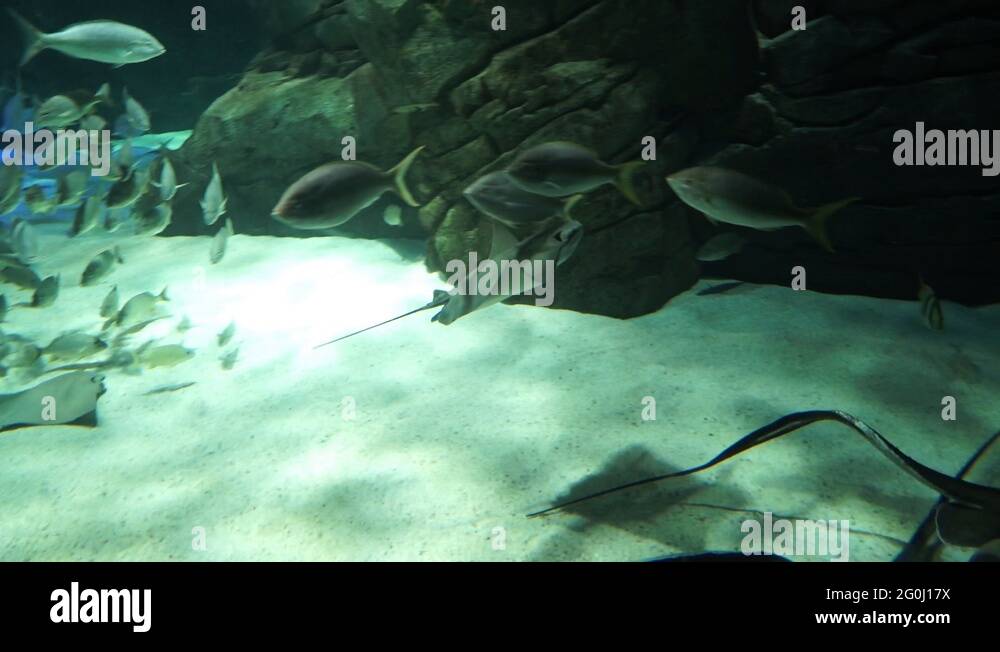 Deepwater stingray Stock Videos & Footage - HD and 4K Video Clips - Alamy