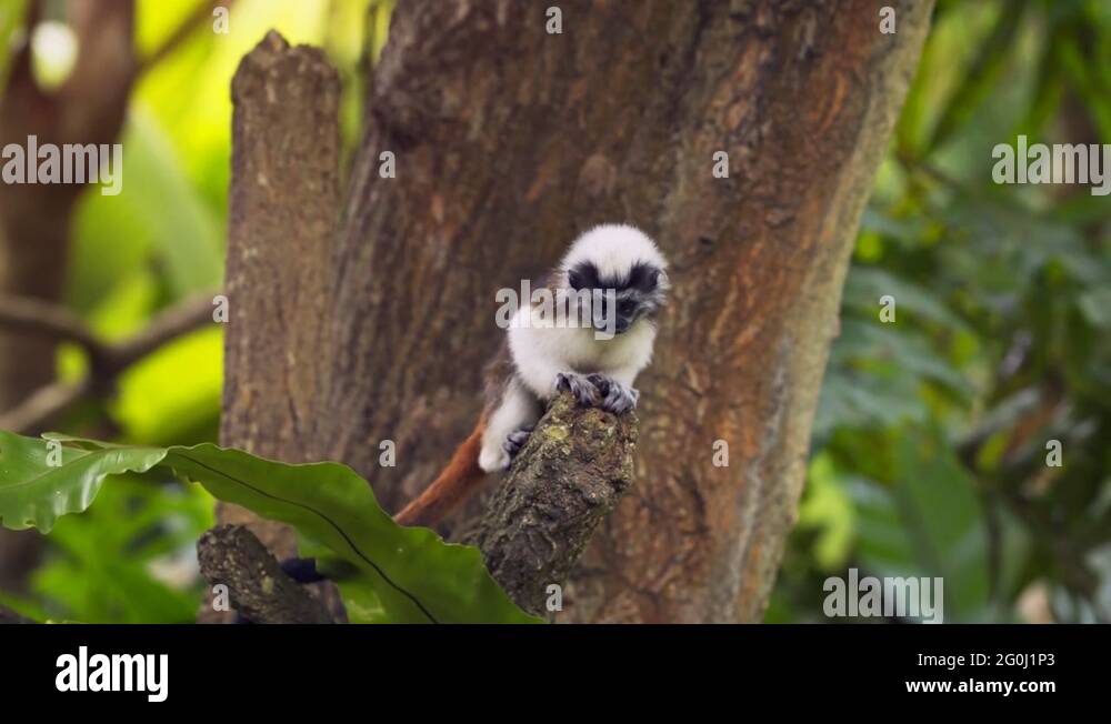 Leaping from tree Stock Videos & Footage - HD and 4K Video Clips - Alamy