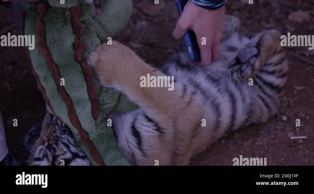 Tiger white belly Stock Videos & Footage - HD and 4K Video Clips - Alamy