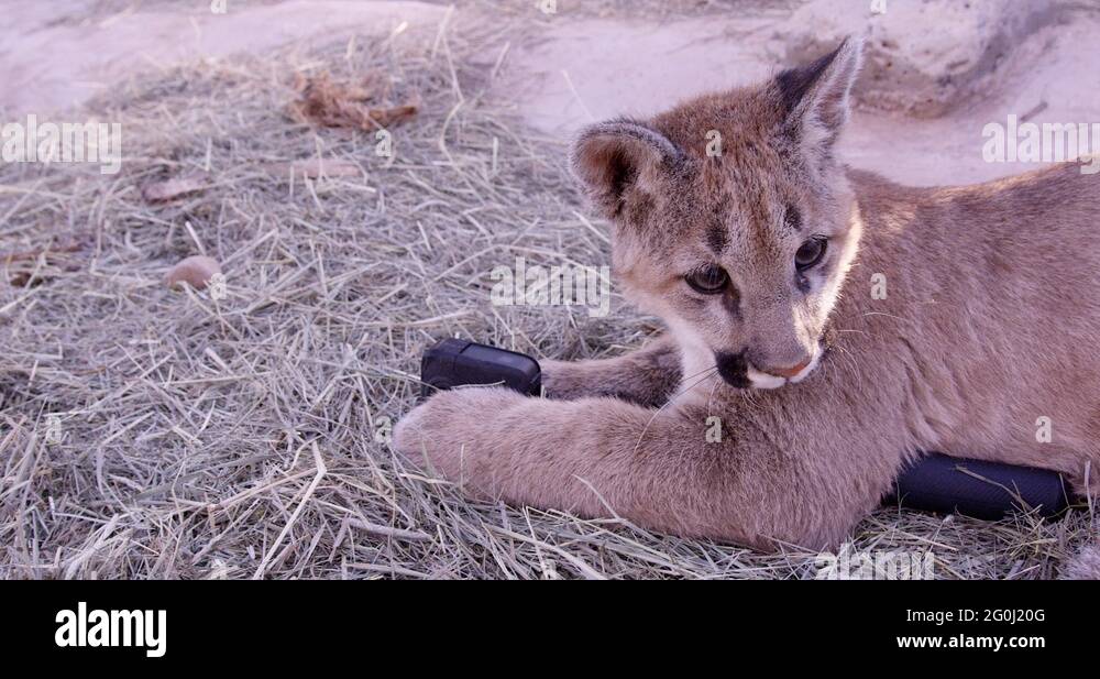 Cougar tail Stock Videos & Footage - HD and 4K Video Clips - Alamy