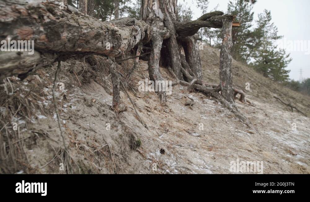 Moving tree roots Stock Videos & Footage - HD and 4K Video Clips - Alamy