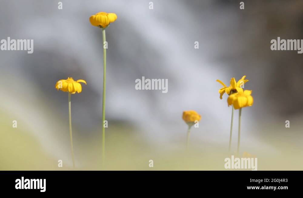 Rare alpine flora Stock Videos & Footage - HD and 4K Video Clips - Alamy
