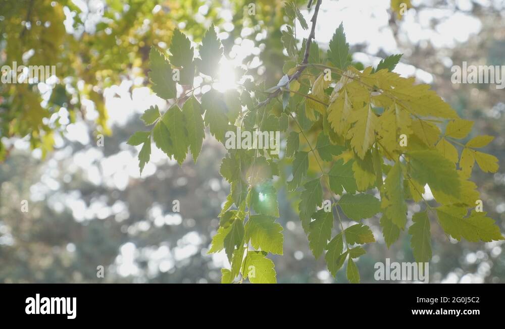 Blown over tree Stock Videos & Footage - HD and 4K Video Clips - Alamy