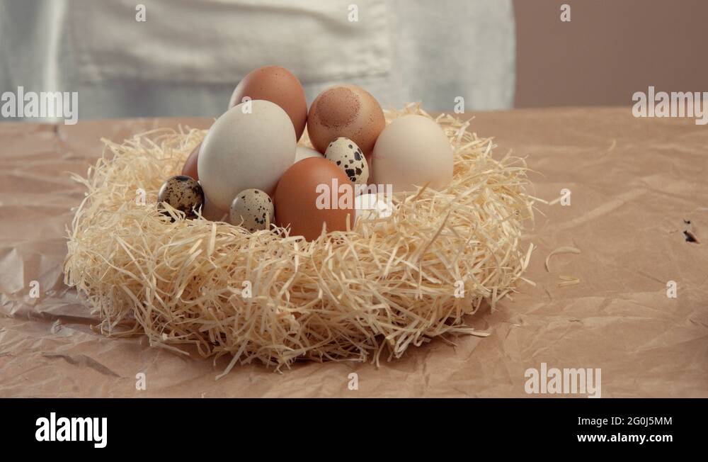One egg in nest Stock Videos & Footage - HD and 4K Video Clips - Alamy