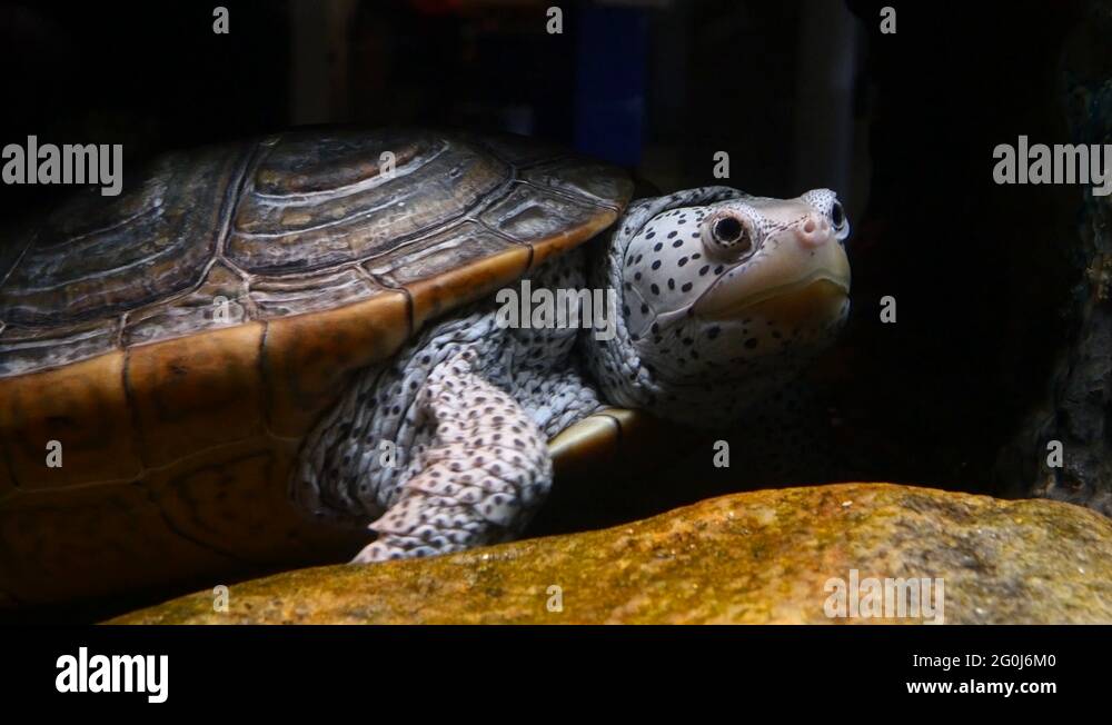 Spotted turtle endangered species Stock Videos & Footage - HD and 4K ...