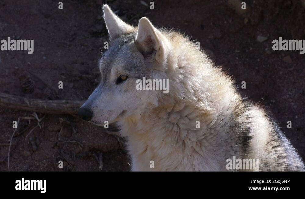 North american gray wolf hunting Stock Videos & Footage - HD and 4K ...