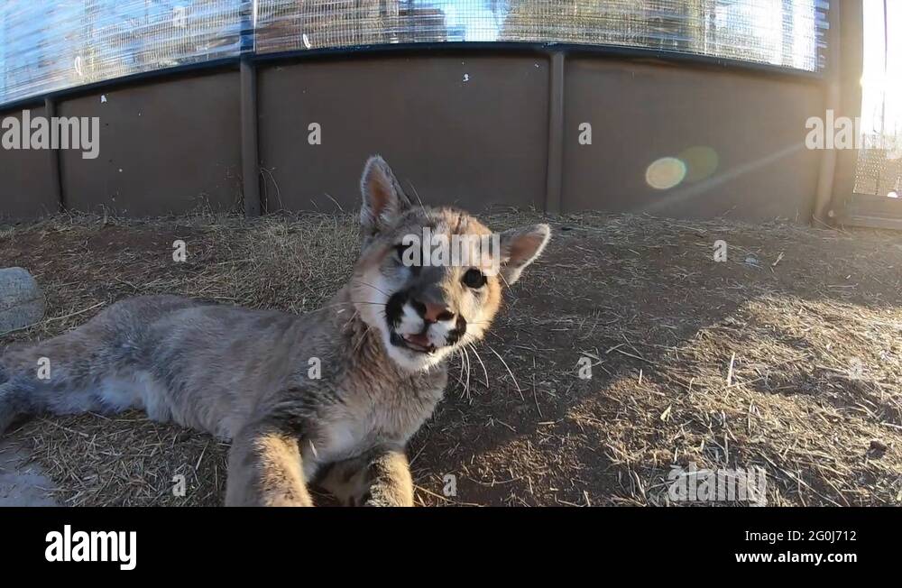Cat swatting Stock Videos & Footage - HD and 4K Video Clips - Alamy